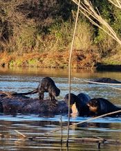 Fishing Resorts/Venues – Vaalriver – Dimalachite – Magic Baits