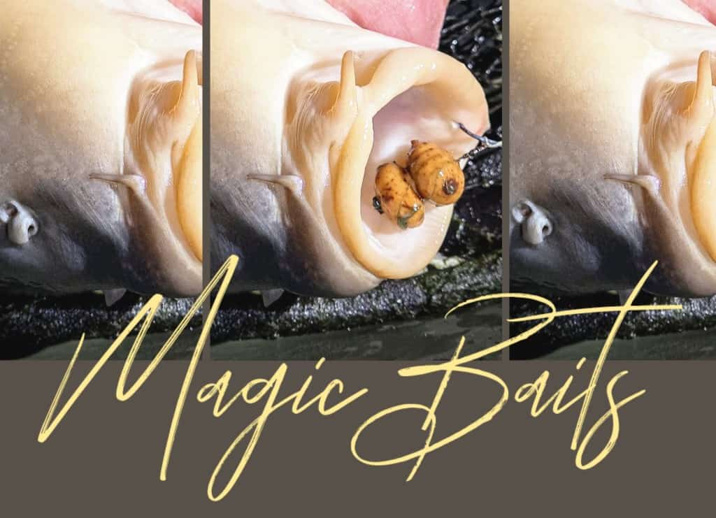 Fishing Resorts/Venues – Koster Dam Nature Resort – Magic Baits